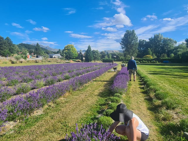 Its lavender time again – Garston Hunny Shop